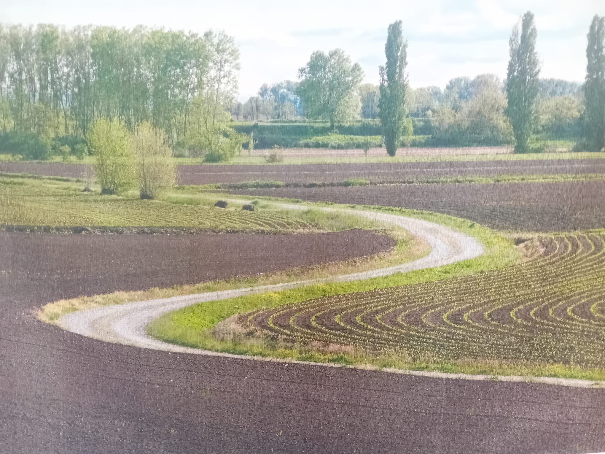 Premio Michetti, è il trionfo di Arienti. E tra i giovani la spunta Sciorilli - La Nuova Pescara